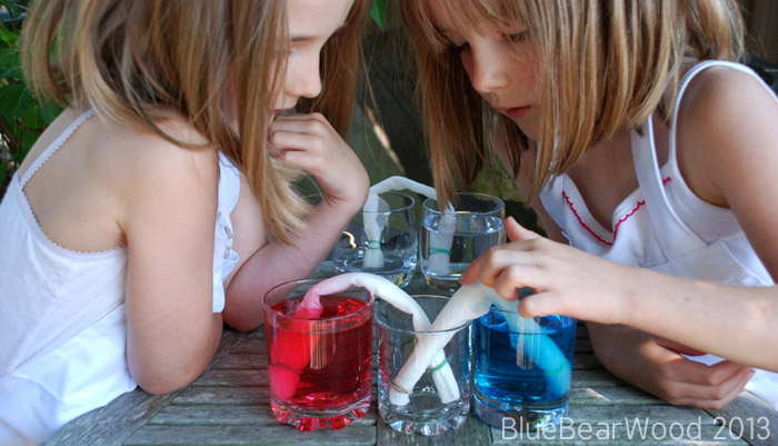 Water Movement Home Science - Capillary Action